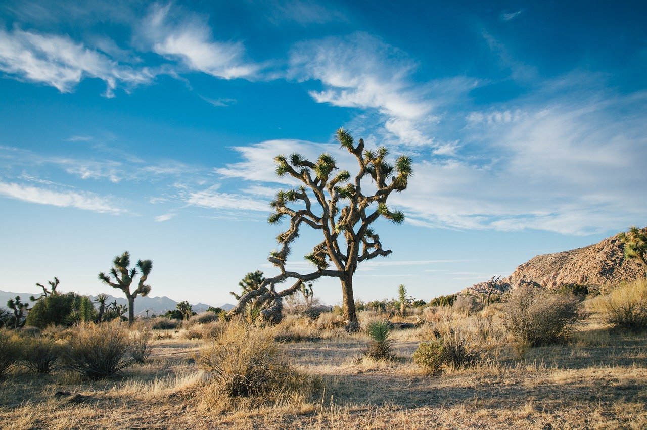 10 Best Joshua Tree Cabins for an Amazing Getaway - Cabin Critic